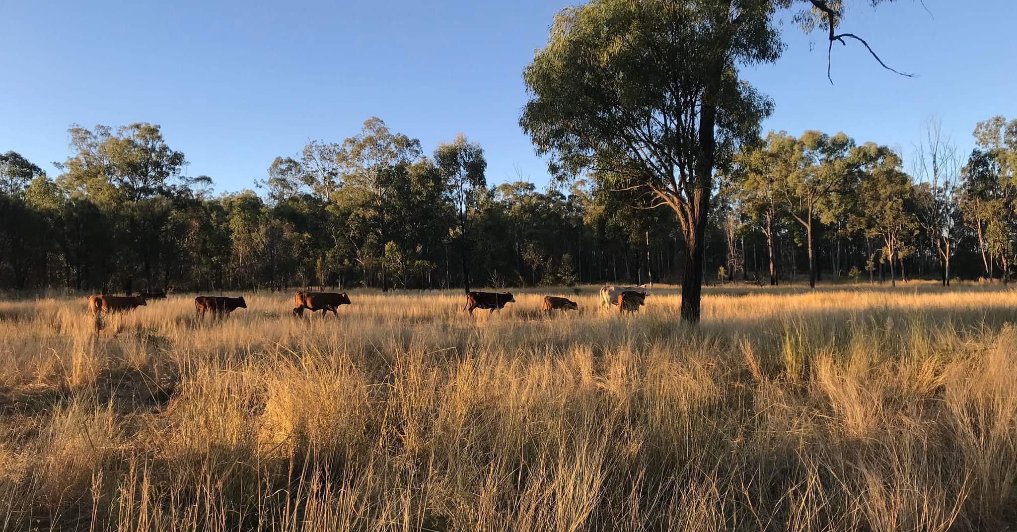 Cadarga Born & Bred Beef | Buy direct from our farm – Cadarga Born and ...